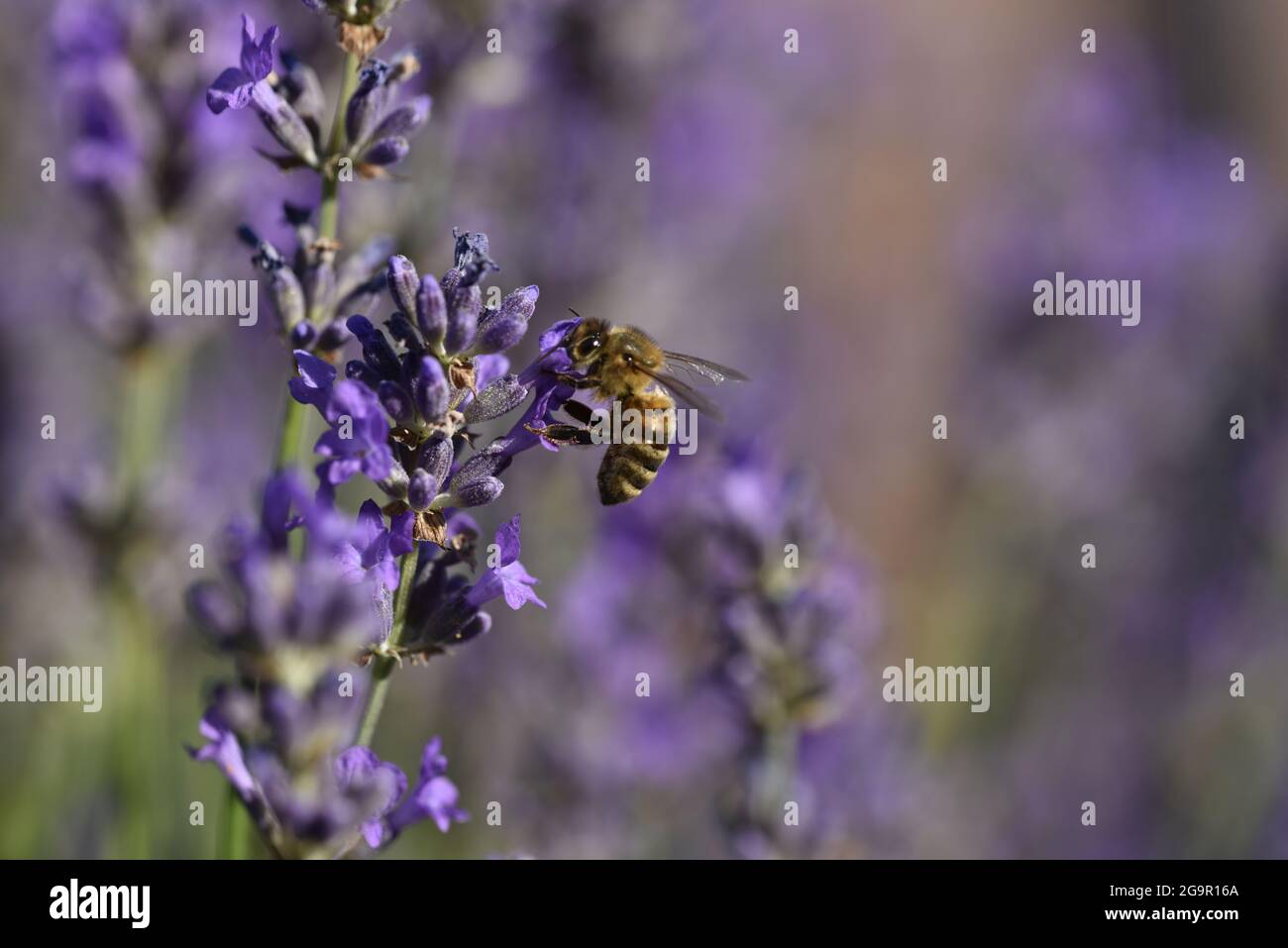 Sunlit Close-Up of European Honey Bee (Apis mellifera) in Left-Profile ...