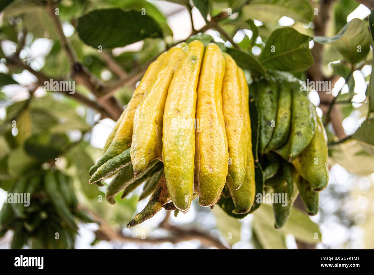 Close of Buddha's Hand Citrus Hanging From a Tree Stock Photo - Alamy
