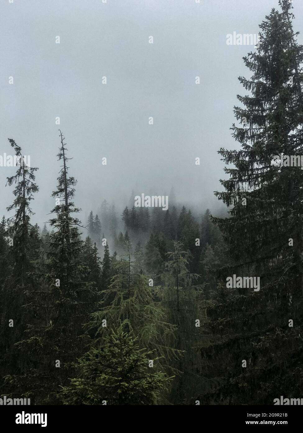 fog in the rainy forest Stock Photo - Alamy
