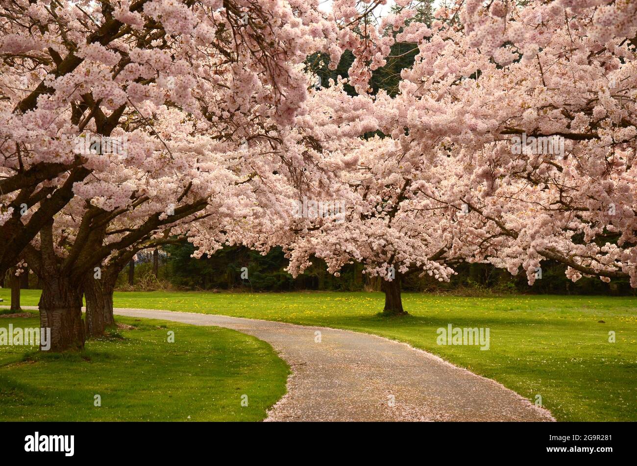 Cherry Trees in the Spring Stock Photo - Alamy