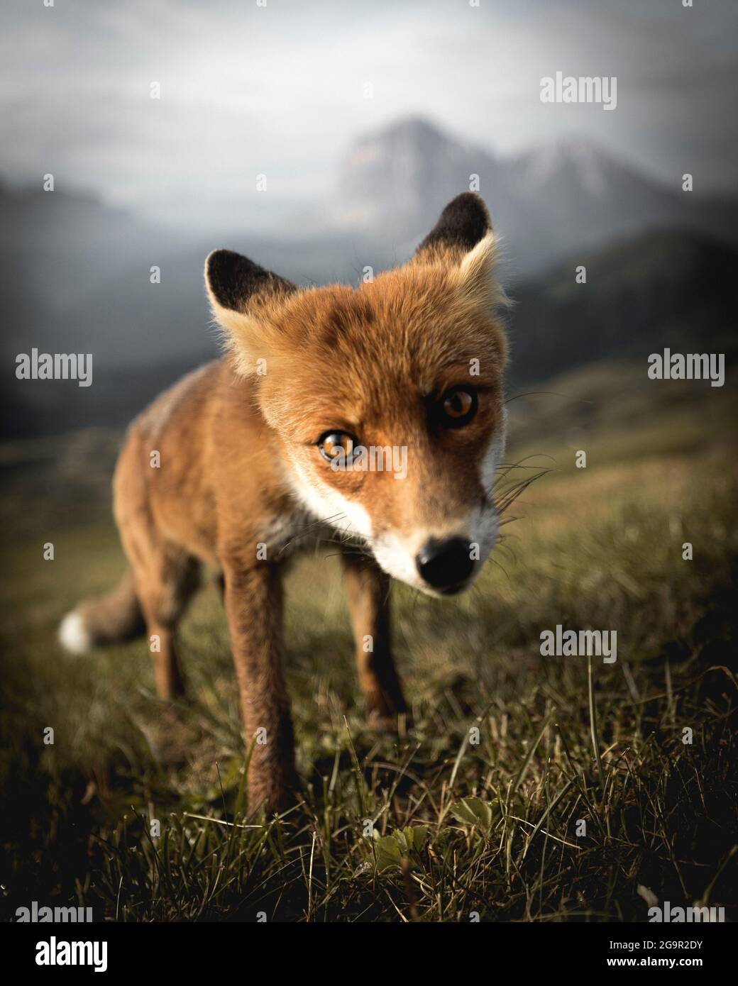 Small fox portraits on hillside Stock Photo - Alamy