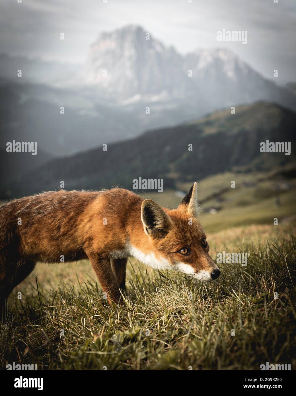 Small fox portraits on hillside Stock Photo - Alamy