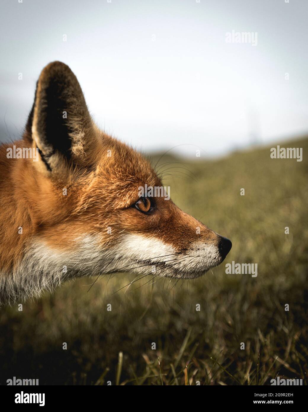 Small fox portraits on hillside Stock Photo - Alamy
