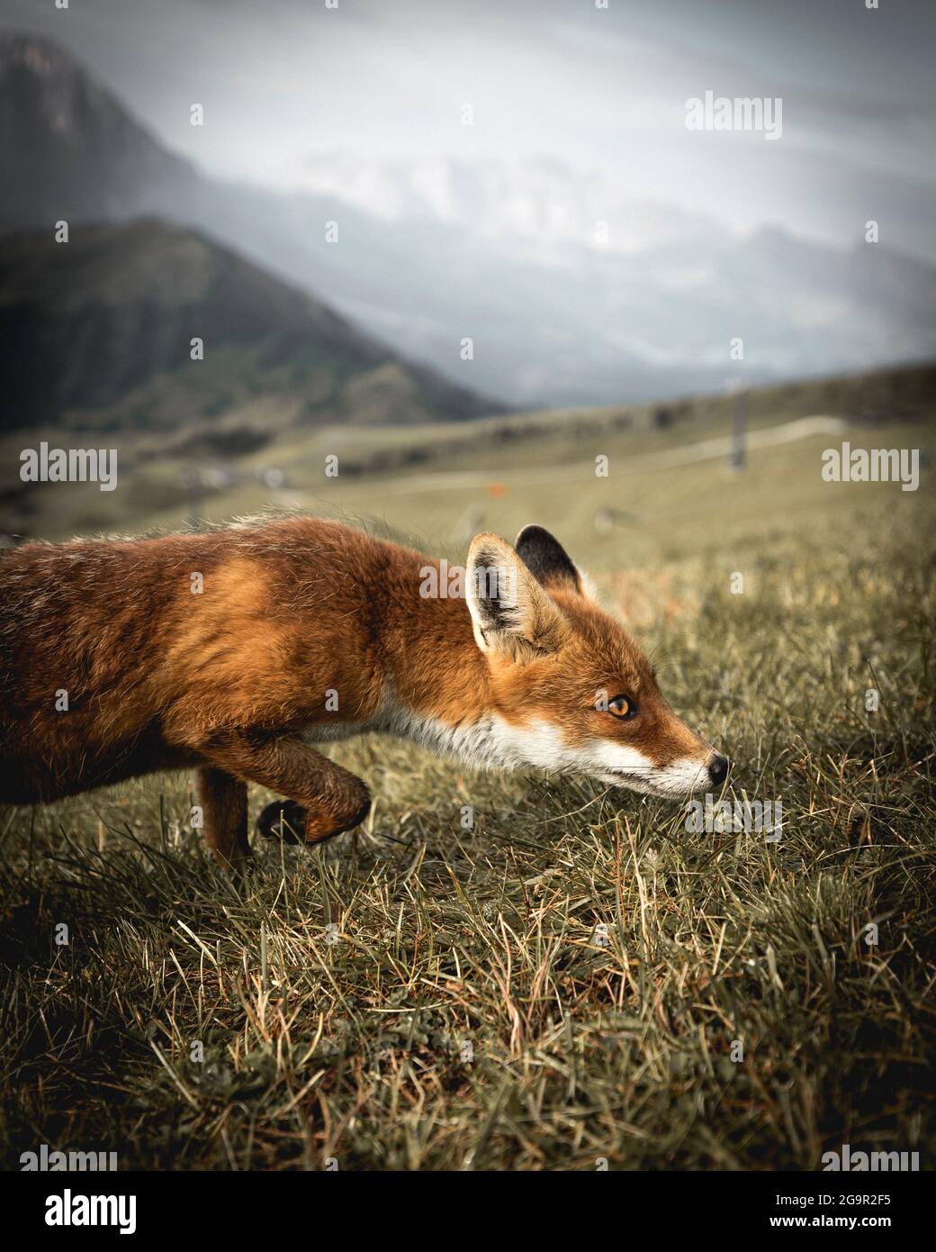 Small fox portraits on hillside Stock Photo - Alamy