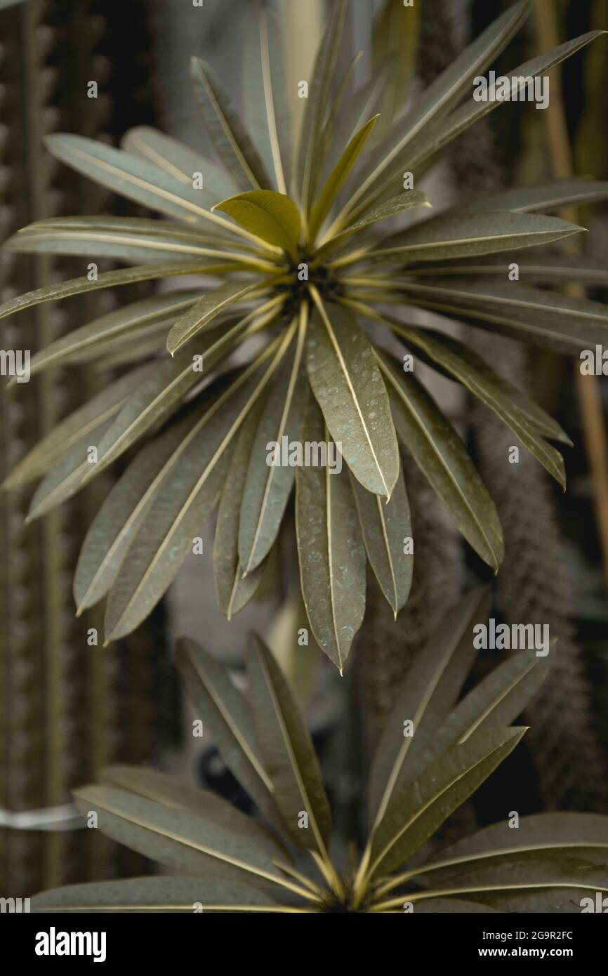 Beautiful plants from the garden Stock Photo - Alamy