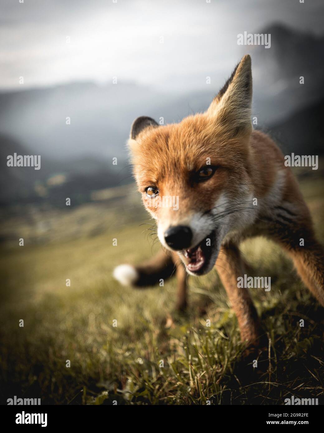 Small fox portraits on hillside Stock Photo - Alamy