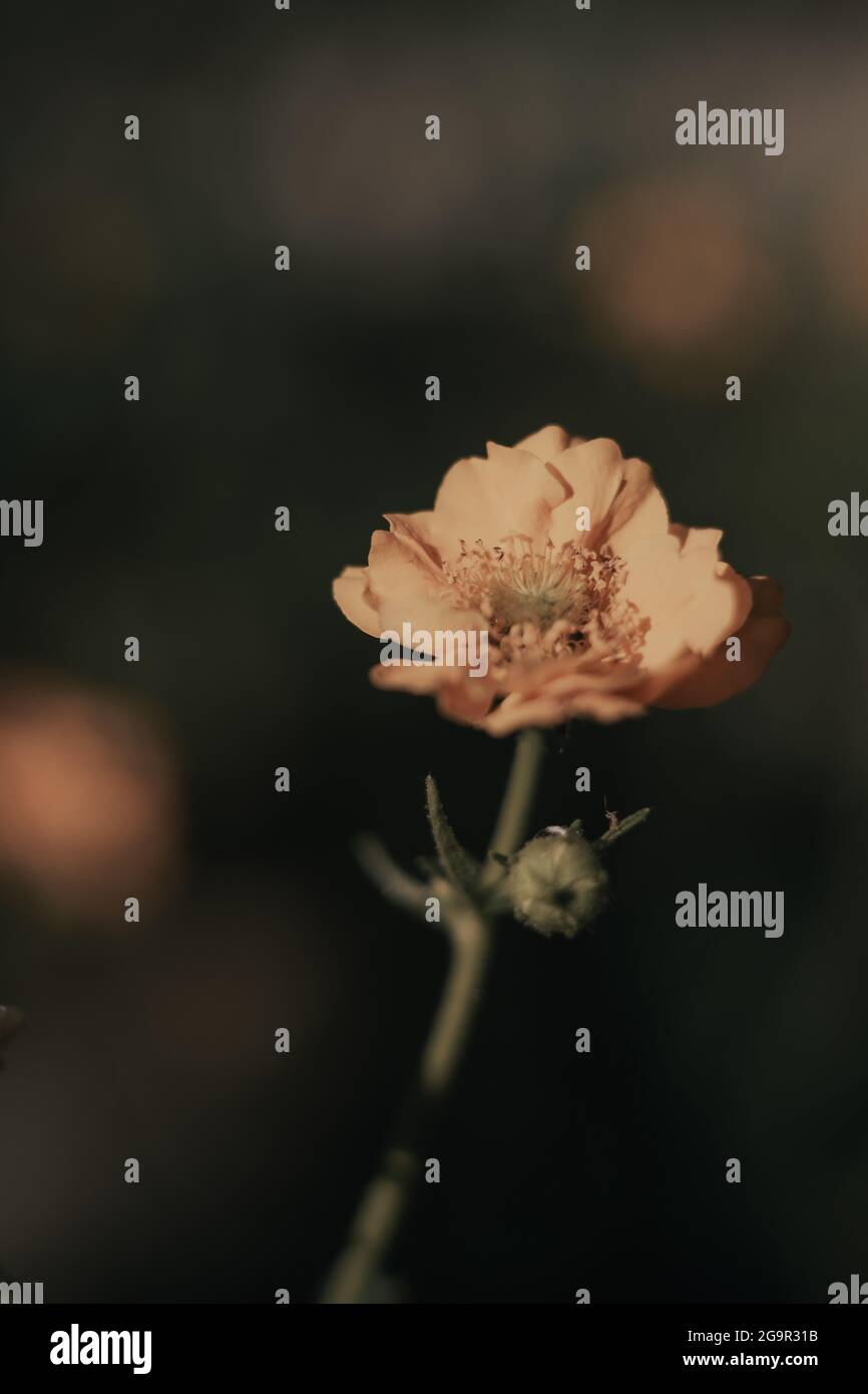Papaver marlene hi-res stock photography and images - Alamy