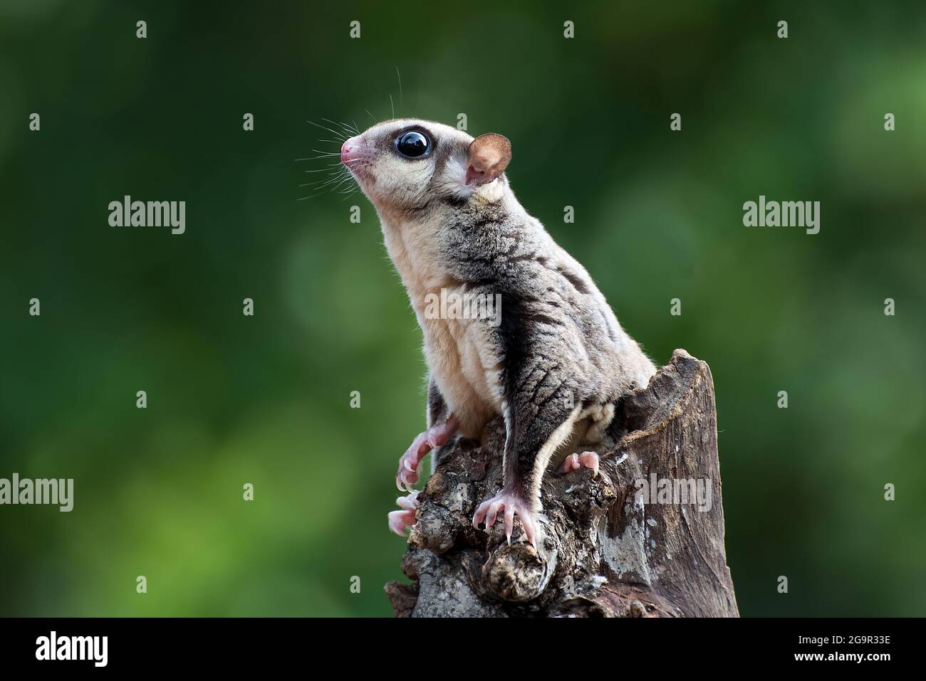 Sugar glider hanging on a tree branch Stock Photo - Alamy