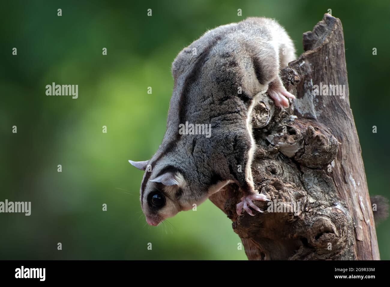 Possum sugar glider petaurus breviceps mammal australia hi-res stock ...