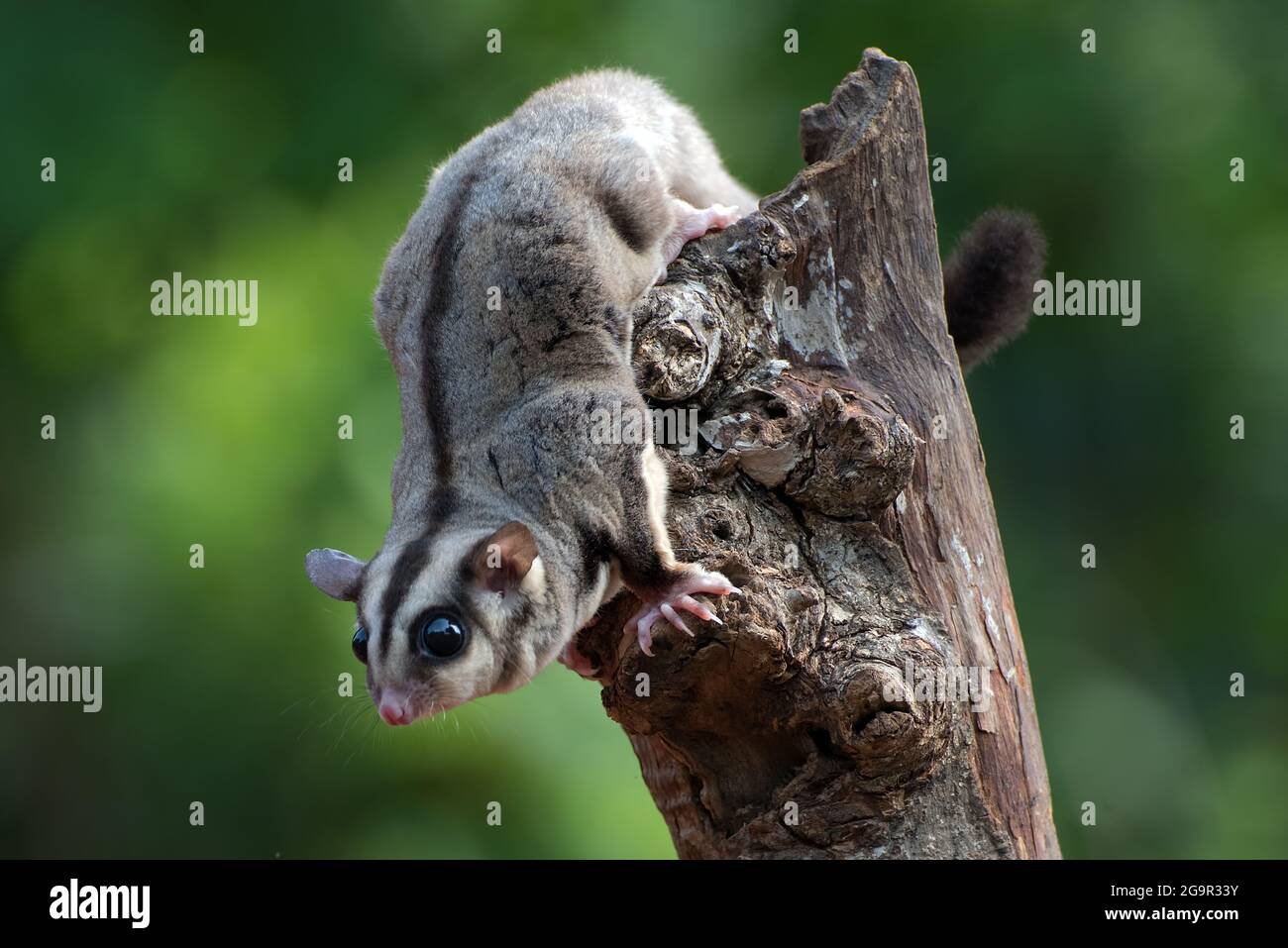 Sugar glider hanging on a tree branch Stock Photo - Alamy