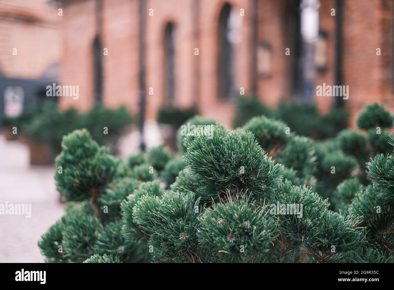 Coniferous fir bushes Stock Photo - Alamy