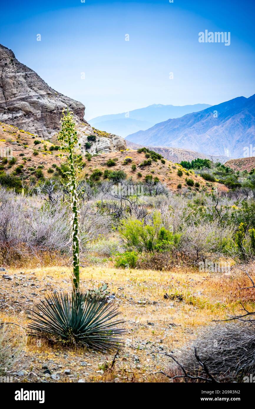 A beautiful portrait shot of a white flowering yucca plant in ...