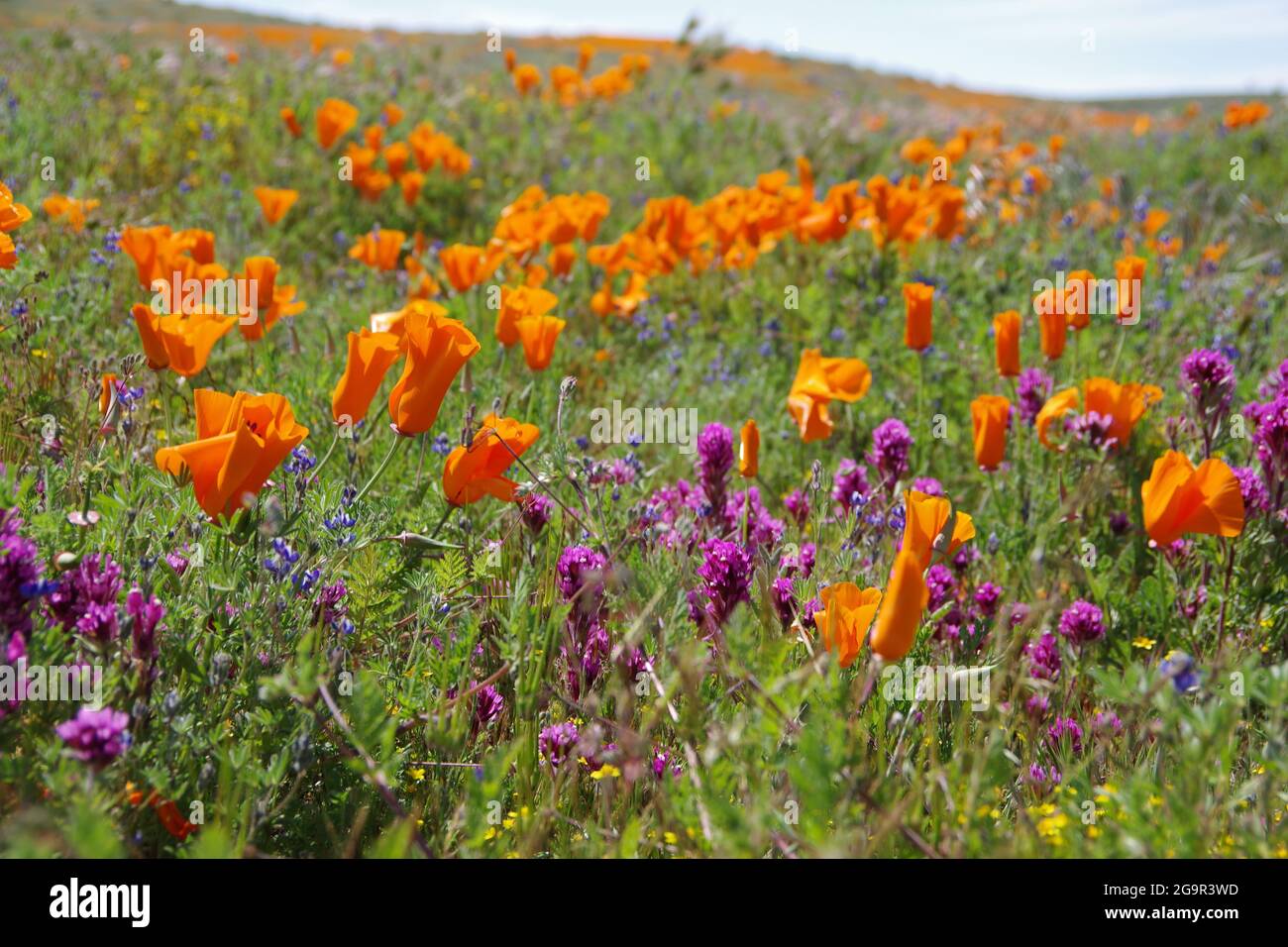 Field of wildflowers in spring Stock Photo - Alamy
