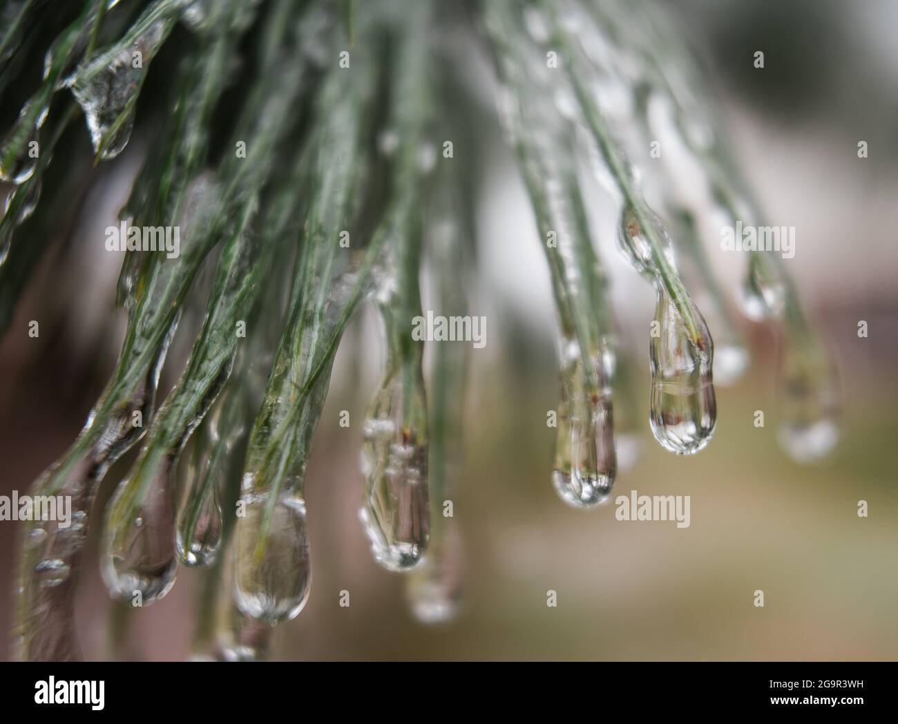 Rain on pine tree hi-res stock photography and images - Alamy