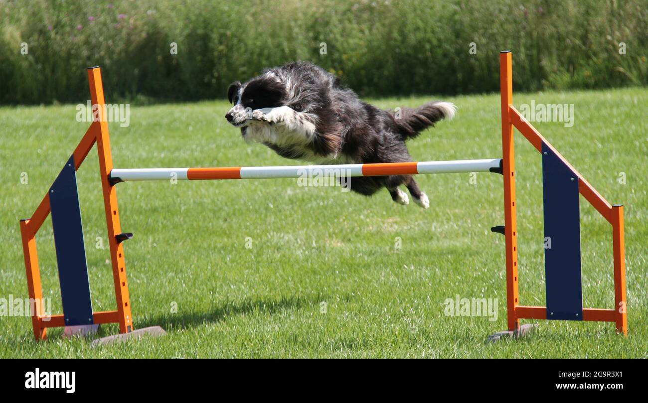 A Collie Dog Leaping Over an Obstacle Race Fence Stock Photo - Alamy