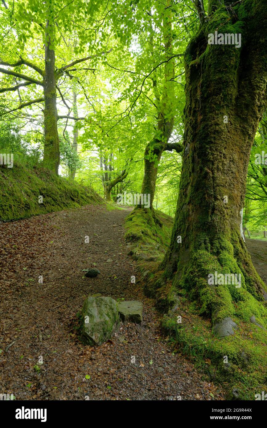 Otzareta beech forest with its big old trees in springtime, Basque ...