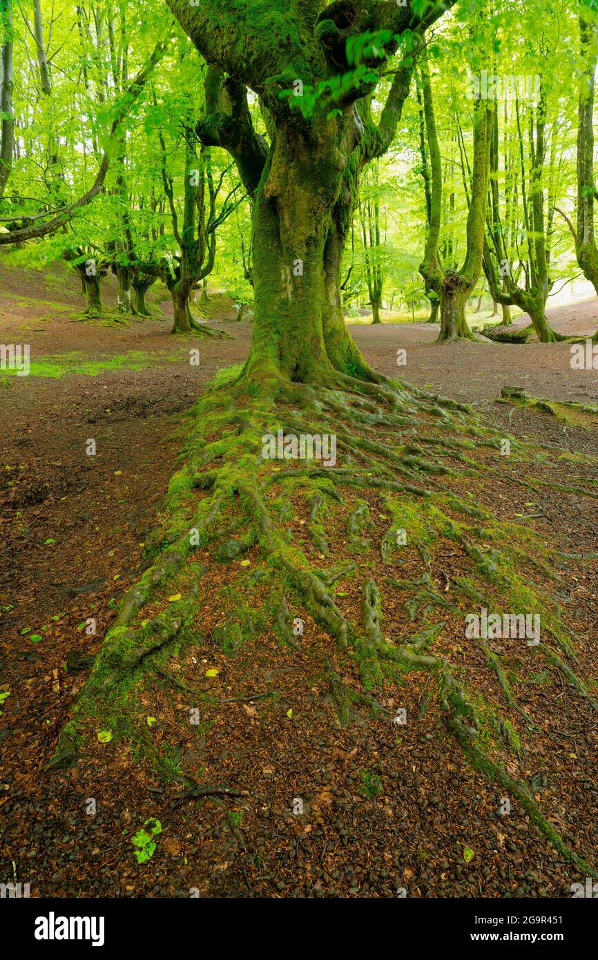 Otzareta beech forest with its big old trees in springtime, Basque ...