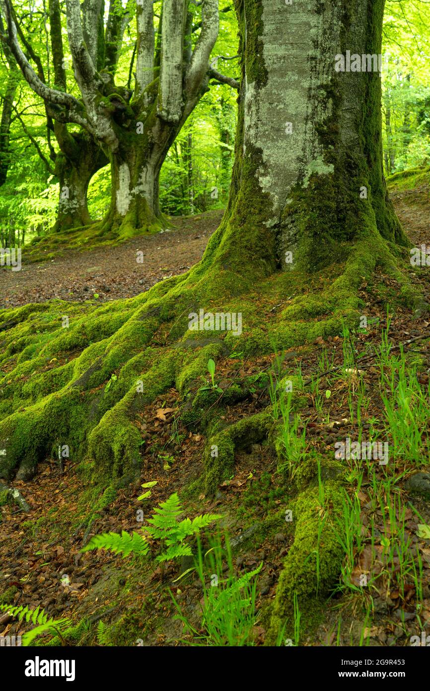 Otzareta beech forest with its big old trees in springtime, Basque ...