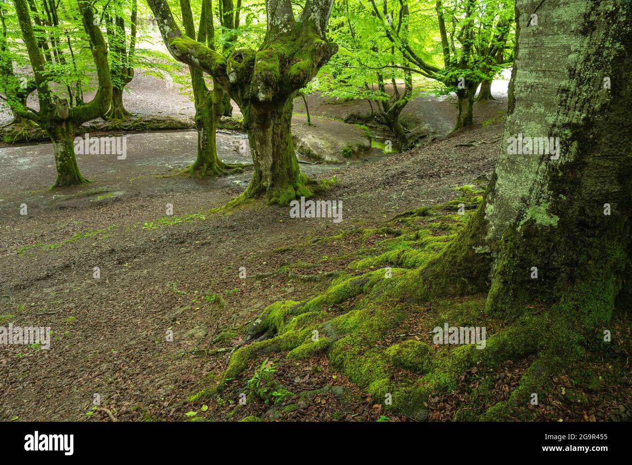 Otzareta beech forest with its big old trees in springtime, Basque ...
