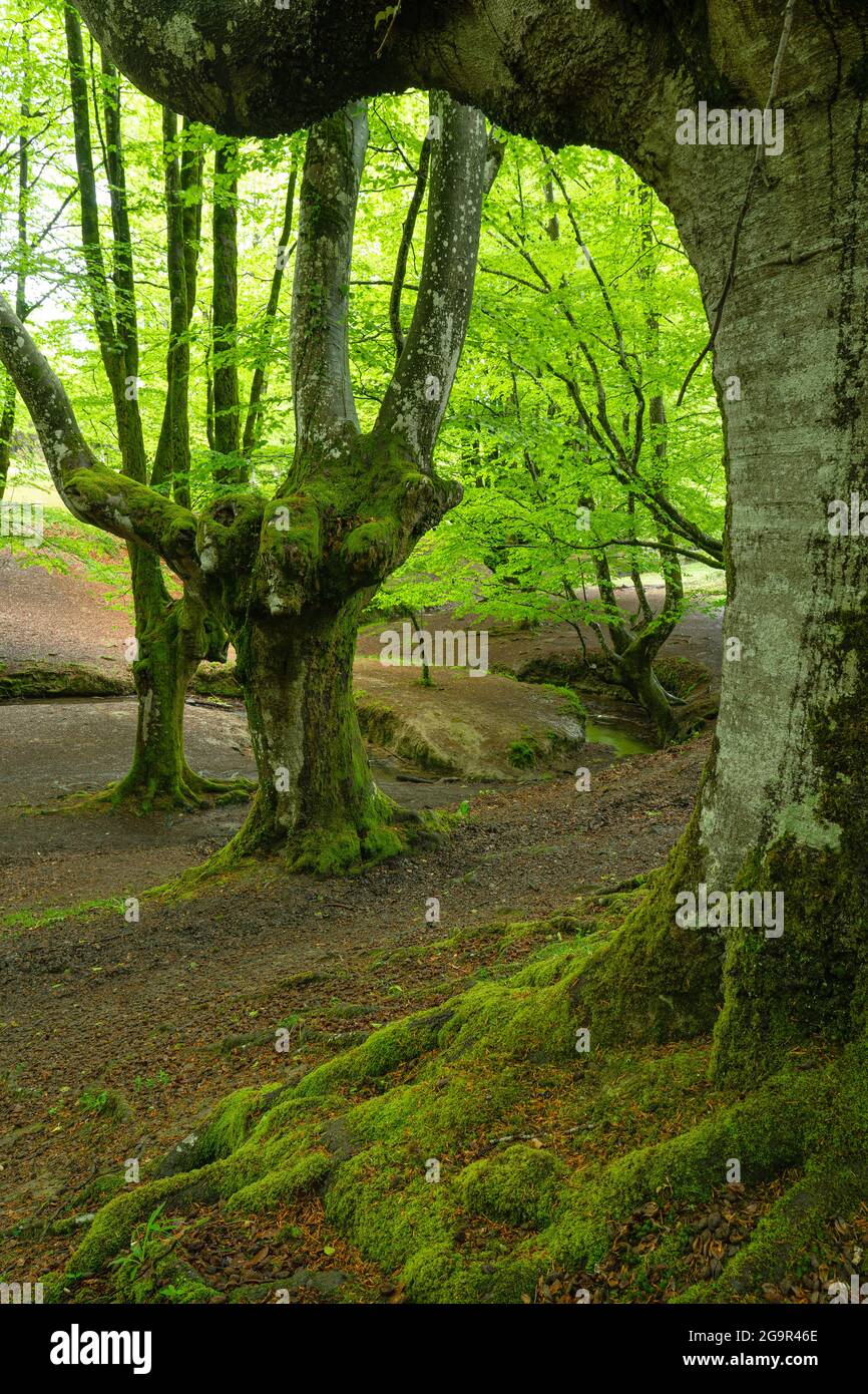 Otzareta beech forest with its big old trees in springtime, Basque ...