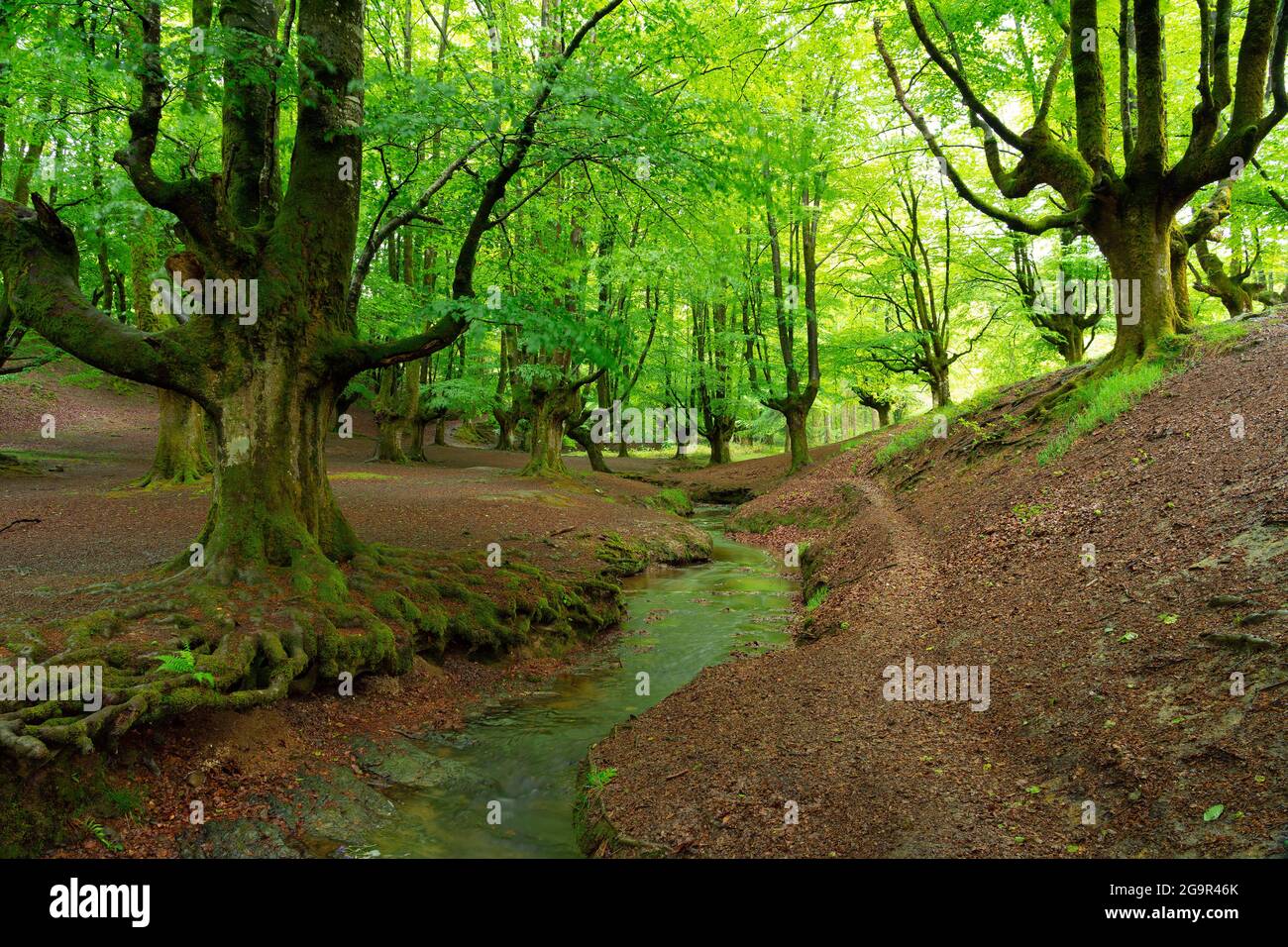 Otzareta beech forest with its big old trees in springtime, Basque ...