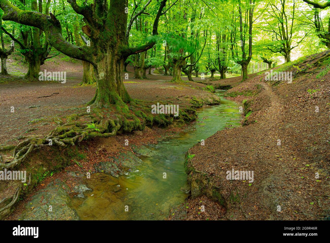 Otzareta beech forest with its big old trees in springtime, Basque ...