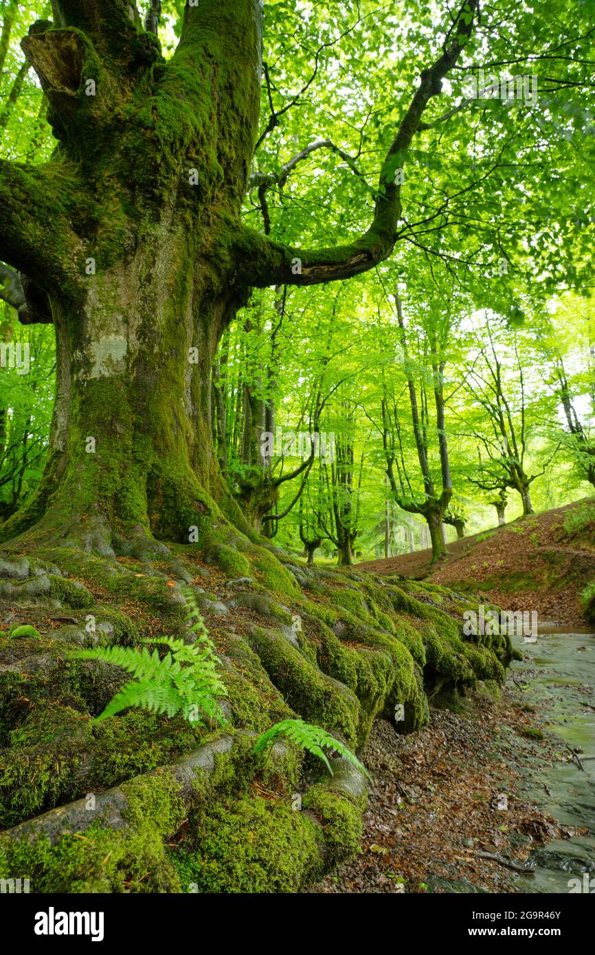Otzareta beech forest with its big old trees in springtime, Basque ...