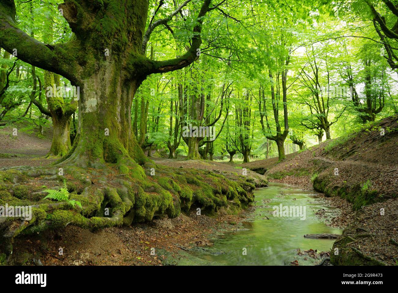 Otzareta beech forest with its big old trees in springtime, Basque ...