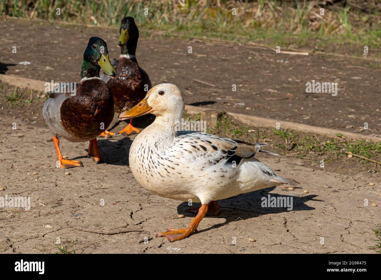 Leucistic ducks hi-res stock photography and images - Alamy