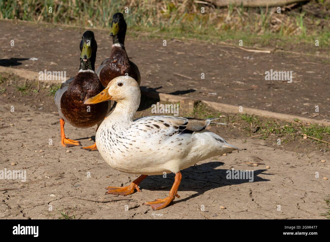 Partial leucism hi-res stock photography and images - Alamy