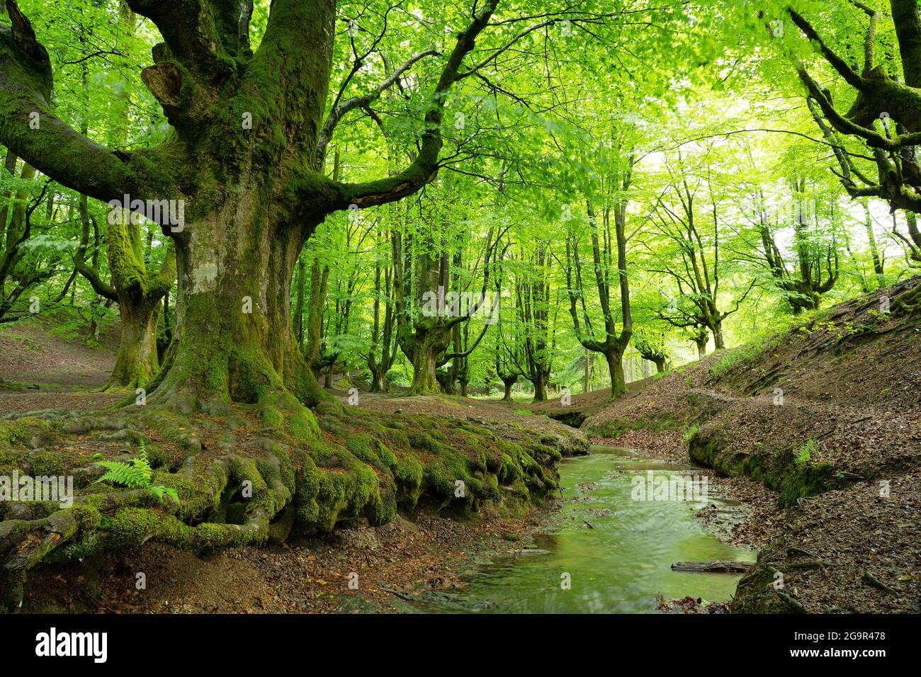 Otzareta beech forest with its big old trees in springtime, Basque ...