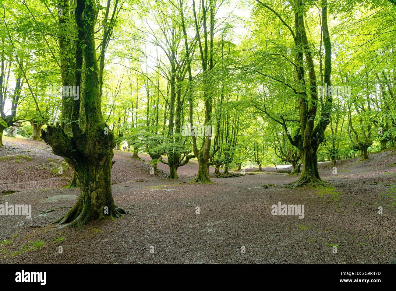 Otzareta beech forest with its big old trees in springtime, Basque ...