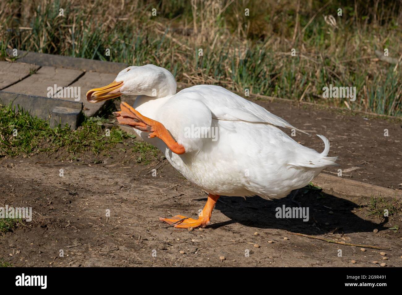 Pekin duck having a scratch Stock Photo - Alamy