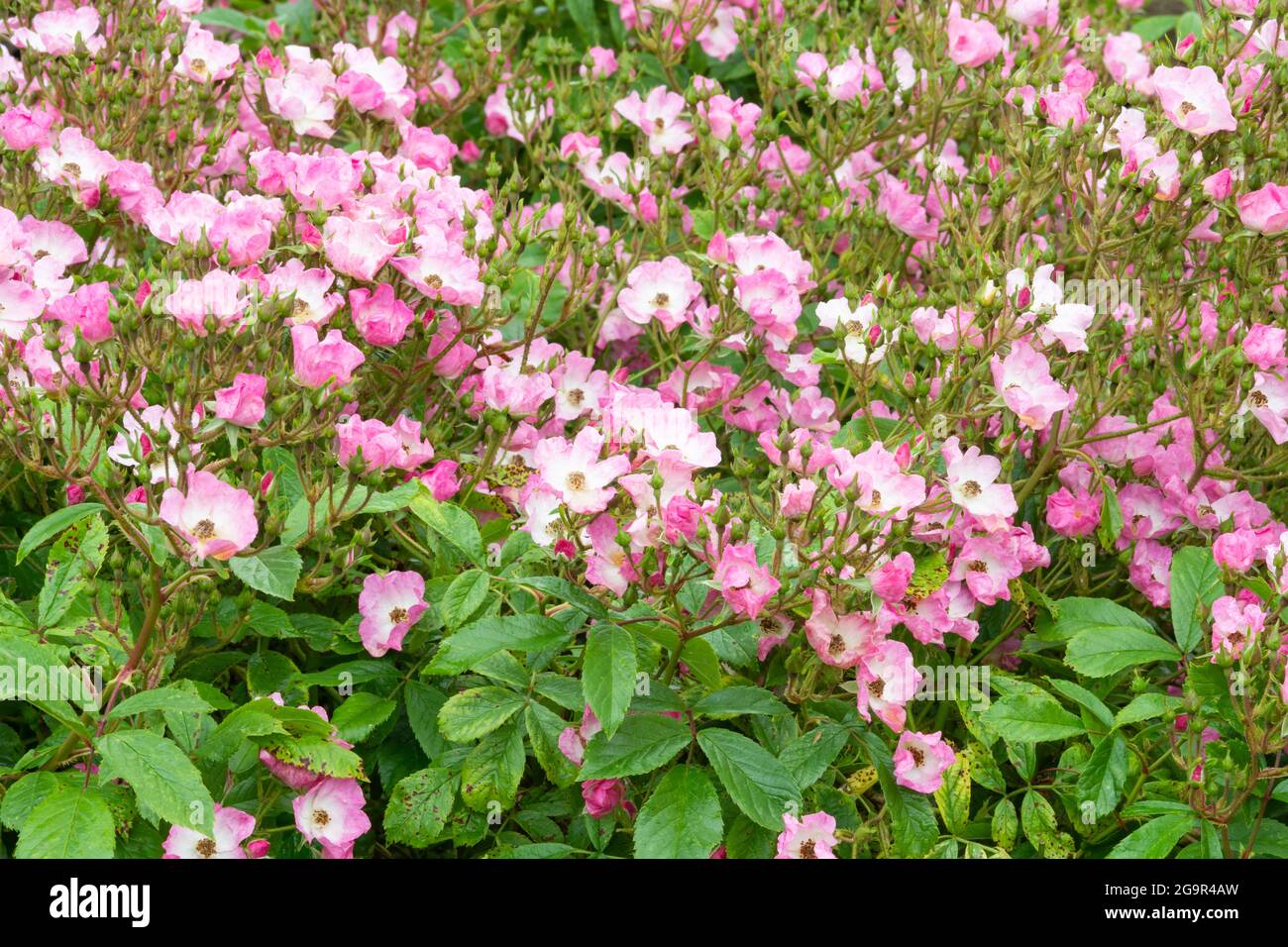 Pink rose, Rosa 'Ballerina' Stock Photo - Alamy