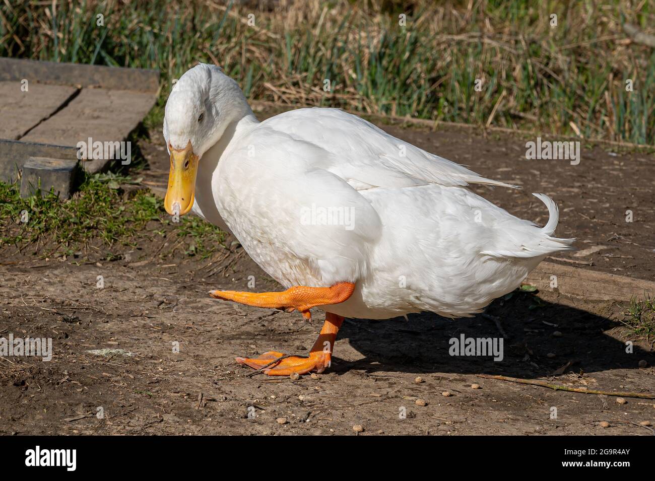 Pekin duck having a scratch Stock Photo - Alamy