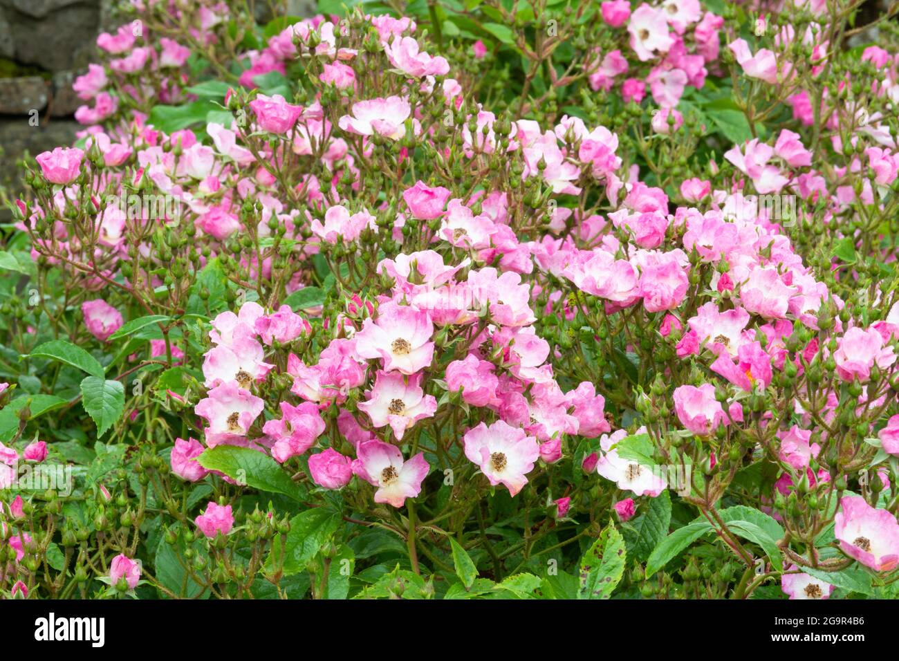 Pink rose, Rosa 'Ballerina' Stock Photo - Alamy