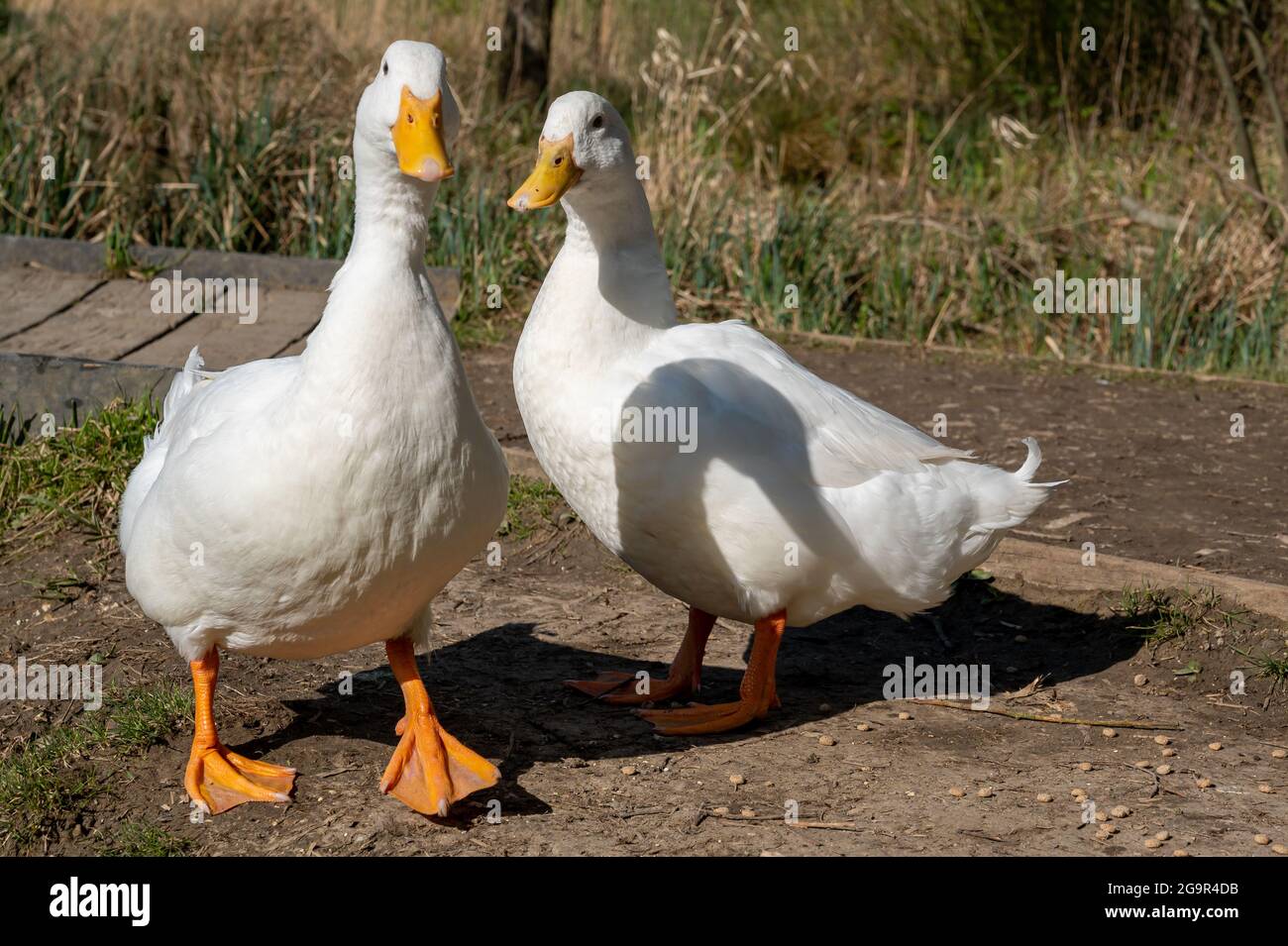 Mallard duck scratching itch hi-res stock photography and images - Alamy