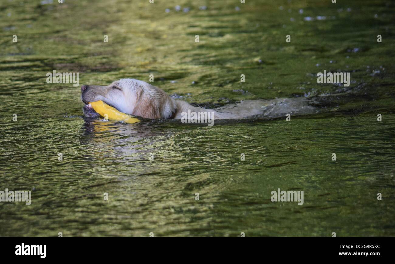 Golden Labrador in river 200721 Stock Photo - Alamy