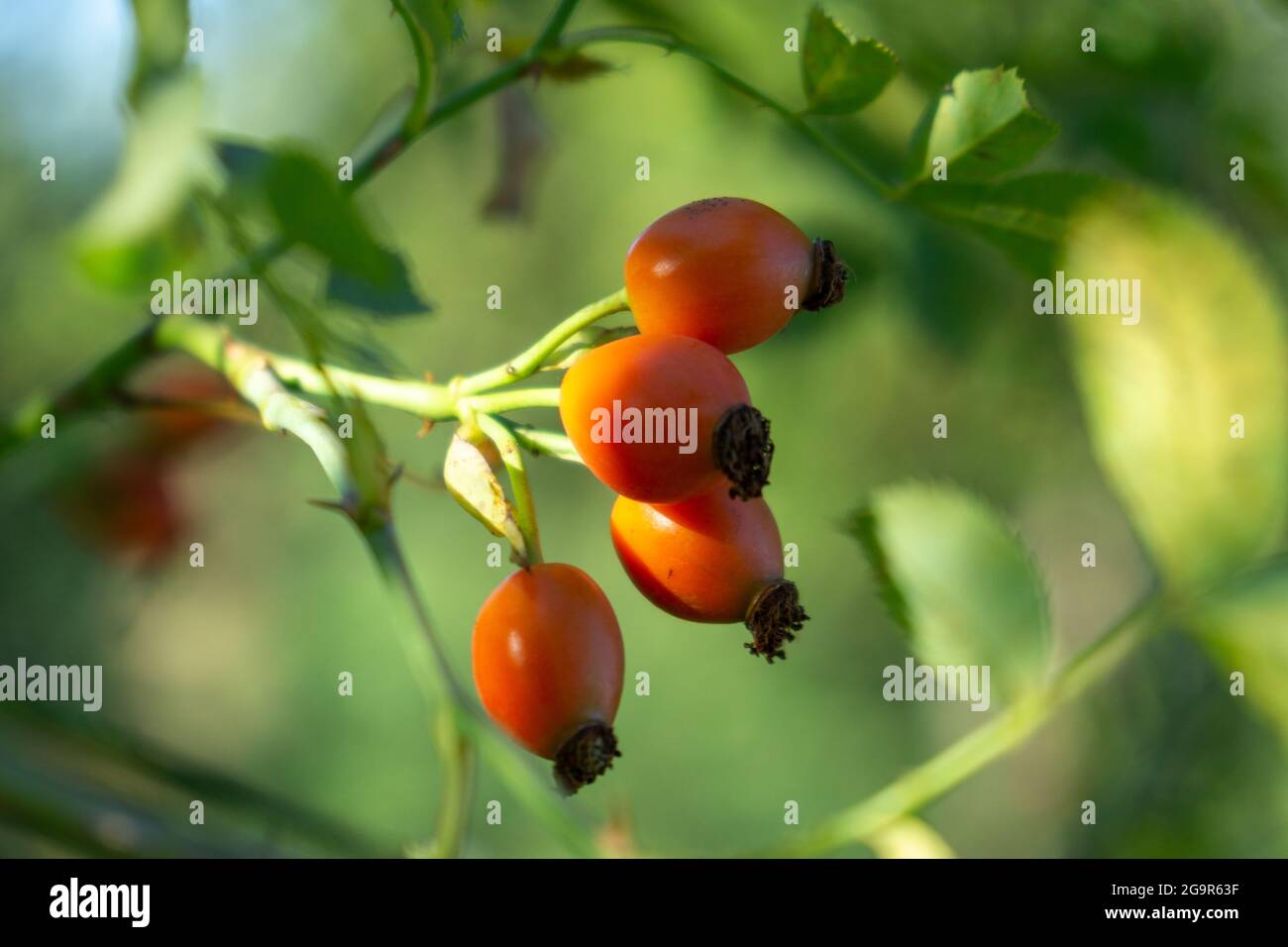 Rosehip tree hi-res stock photography and images - Alamy