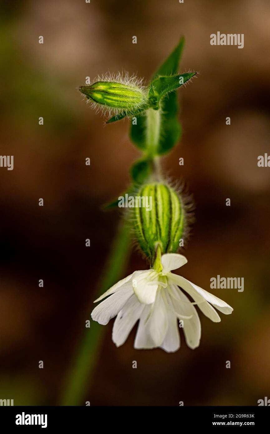 Silene latifolia in the forest Stock Photo - Alamy