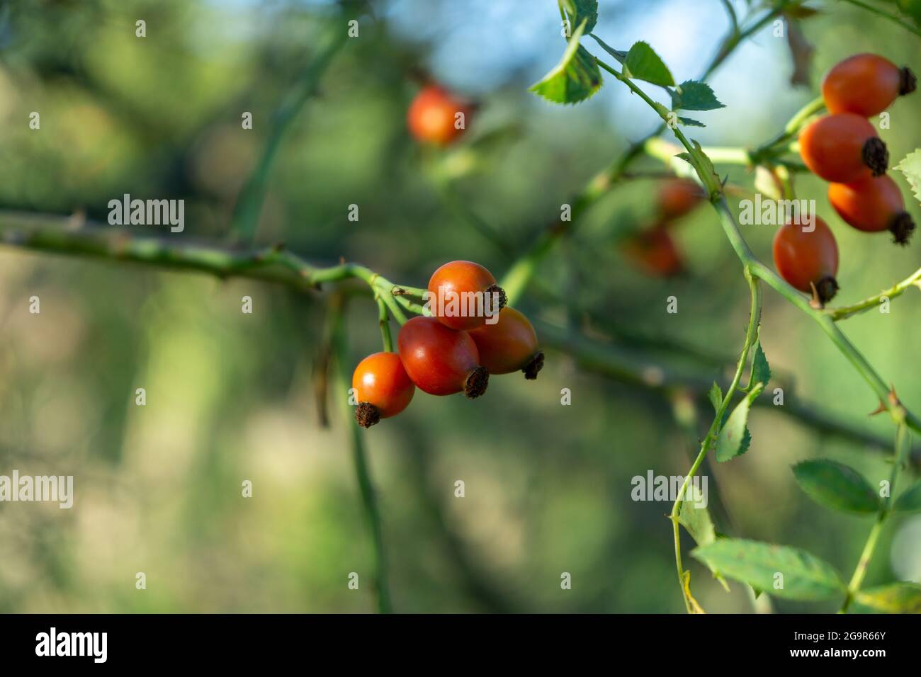 Rosehip tree hi-res stock photography and images - Alamy