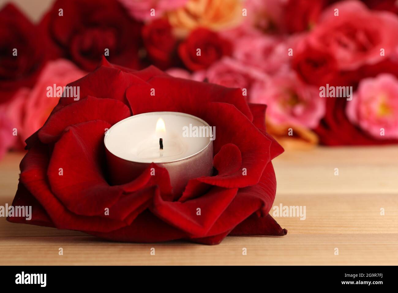Candle in rose on bright background Stock Photo - Alamy