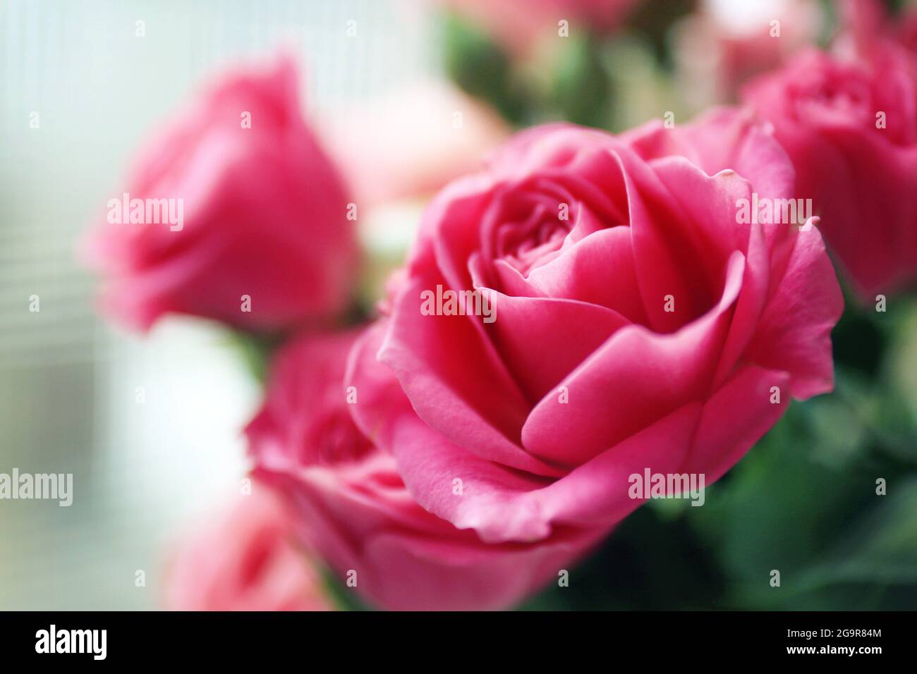 Beautiful pink roses close up Stock Photo - Alamy