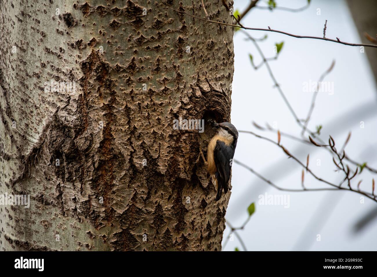 nuthatch breeding and feeding Stock Photo - Alamy