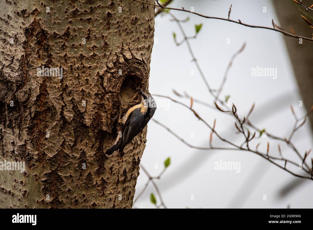 Plume young hi-res stock photography and images - Alamy