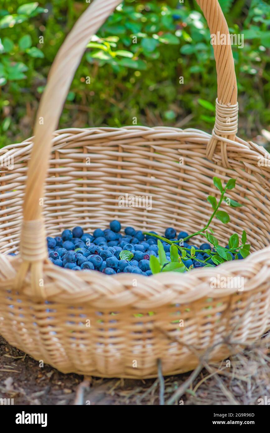 Berry season. Ripe blueberries in a basket. The process of finding and ...
