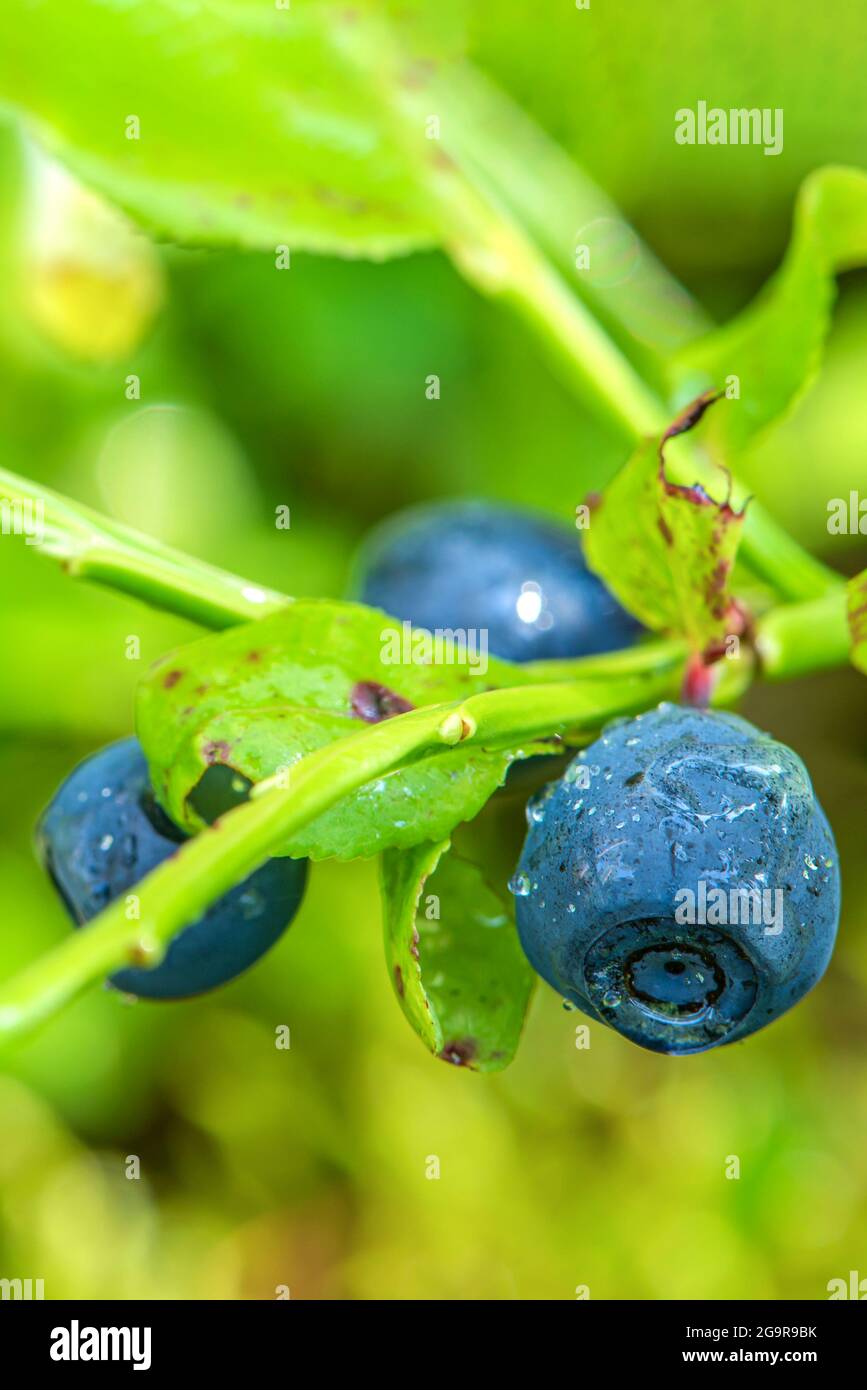 Blueberry. Blueberry bush in the forest on a branch with leaves. Close ...
