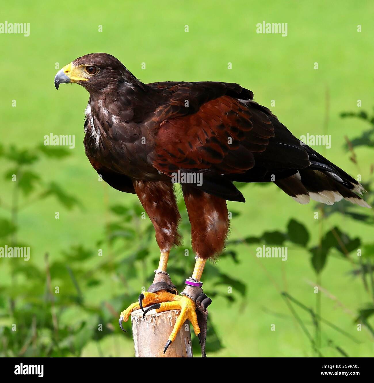 Big bird of prey called Hawk of Harris Stock Photo - Alamy