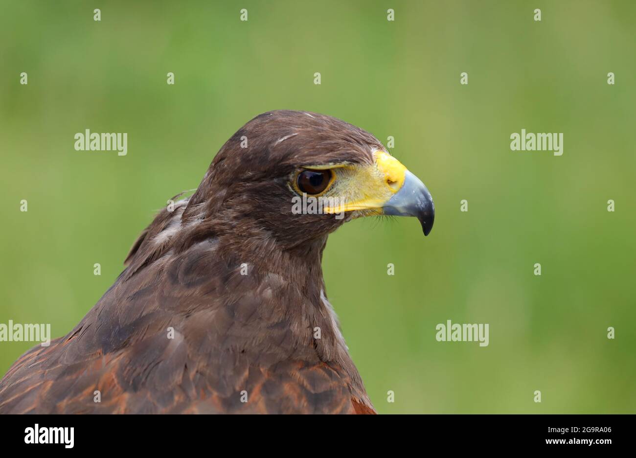 Big bird of prey called Hawk of Harris Stock Photo - Alamy