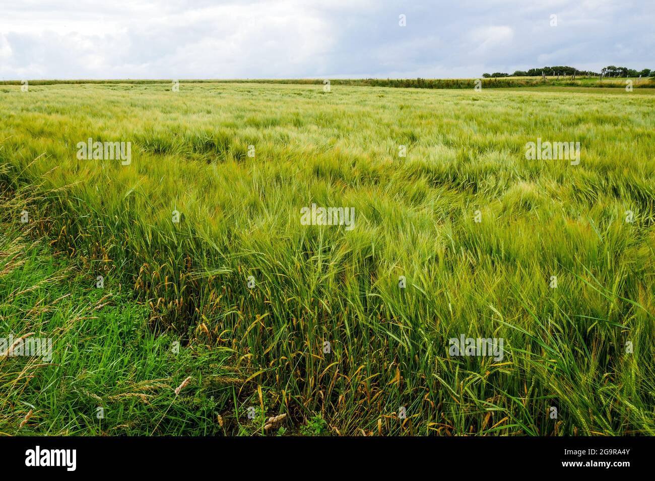 Green corn field, Barfleur, Manche department, Cotentin, Normandy ...